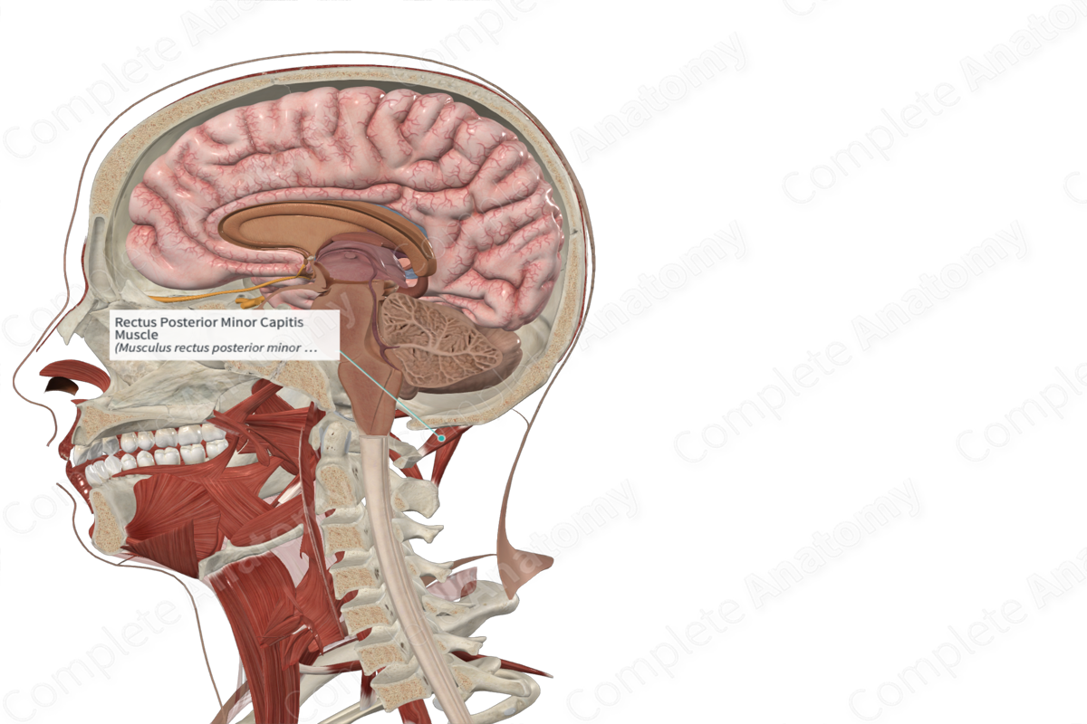 Rectus Posterior Minor Capitis Muscle Complete Anatomy