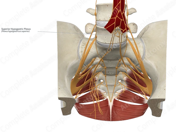 Superior Hypogastric Plexus | Complete Anatomy