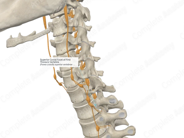 Superior Costal Facet of First Thoracic Vertebra | Complete Anatomy