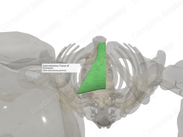 Subcutaneous Tissue of Perineum (Left) | Complete Anatomy
