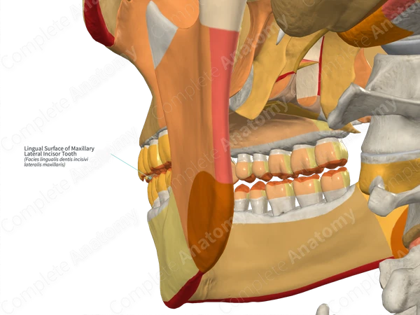 Lingual Surface of Maxillary Lateral Incisor Tooth | Complete Anatomy