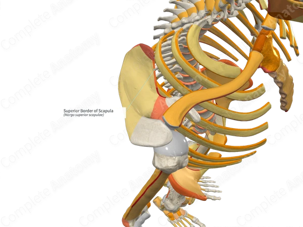 Superior Border of Scapula | Complete Anatomy