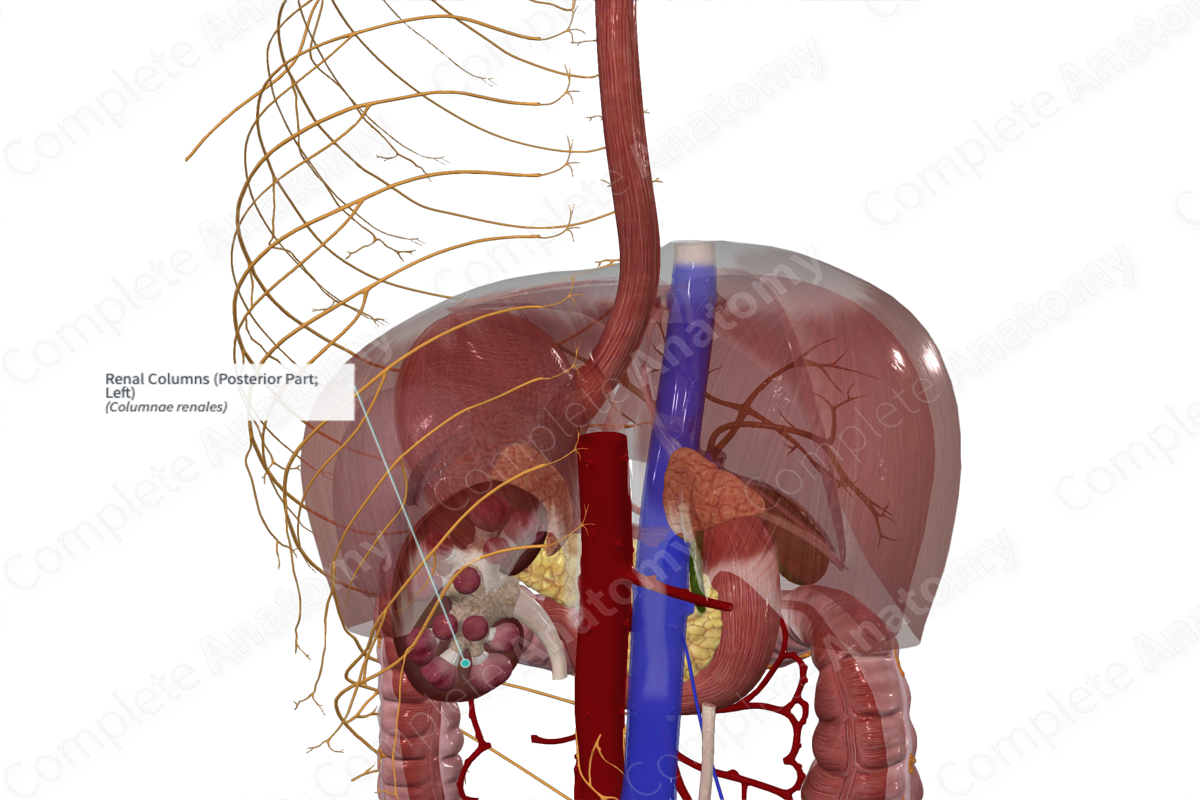 Renal Columns (Posterior Part; Left) | Complete Anatomy