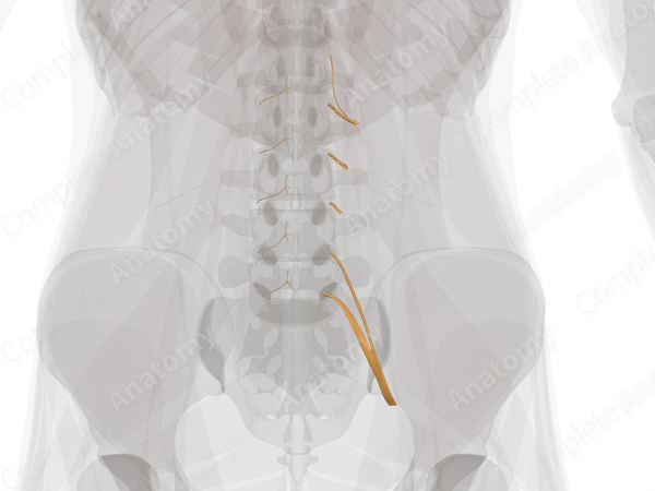 Anterior Rami of Lumbar Nerves (Left) | Complete Anatomy