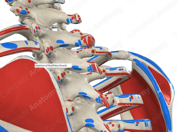 Insertion of Multifidus Muscle | Complete Anatomy