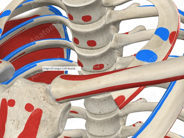 Origin of Longus Colli Muscle | Complete Anatomy