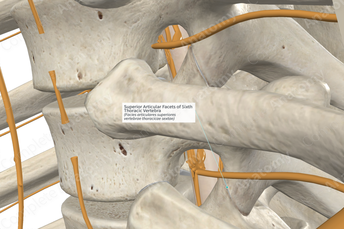 Superior Articular Facets Of Sixth Thoracic Vertebra Complete Anatomy