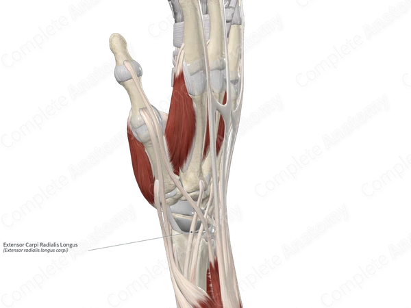 Extensor Carpi Radialis Longus Anatomy Orthobullets