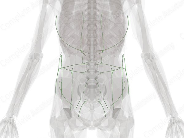 Lymph Vessels of Abdominal Wall | Complete Anatomy