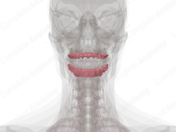 Oral Vestibule | Complete Anatomy