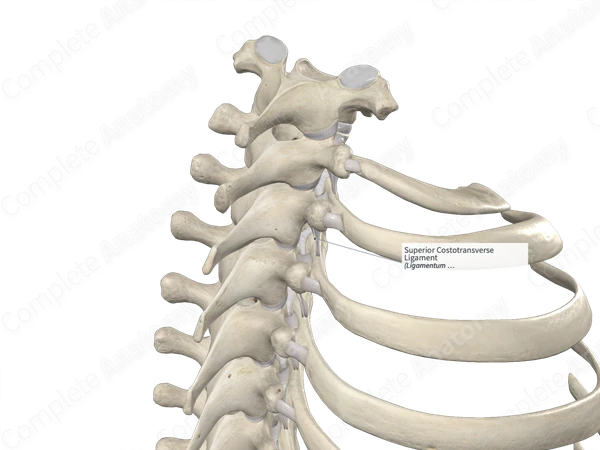 Costotransverse Ligament