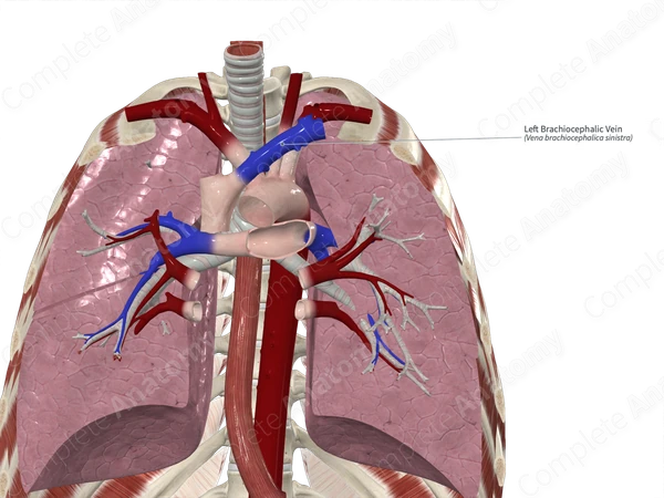 Left Innominate Vein Anatomy Anatomy Thorax | Review Of Critical Care
