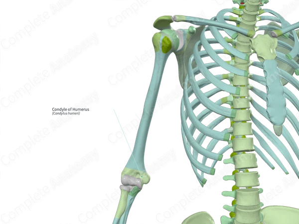 Condyle of Humerus | Complete Anatomy