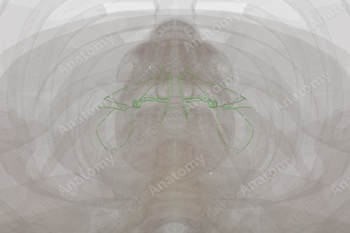 Lymph Vessels Of Neck Complete Anatomy
