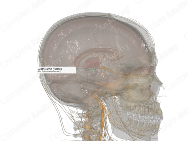 Subthalamic Nucleus (Right) | Complete Anatomy