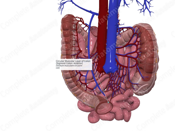 Circular Muscular Layer of Colon (Sigmoid Colon: Anterior) | Complete ...
