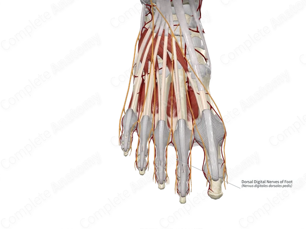 Dorsal Digital Nerves of Foot | Complete Anatomy