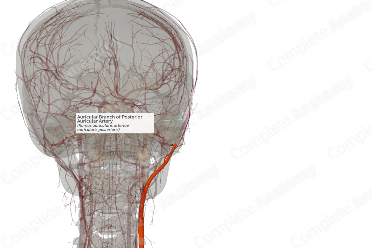 Auricular Branch Of Posterior Auricular Artery Left Complete Anatomy