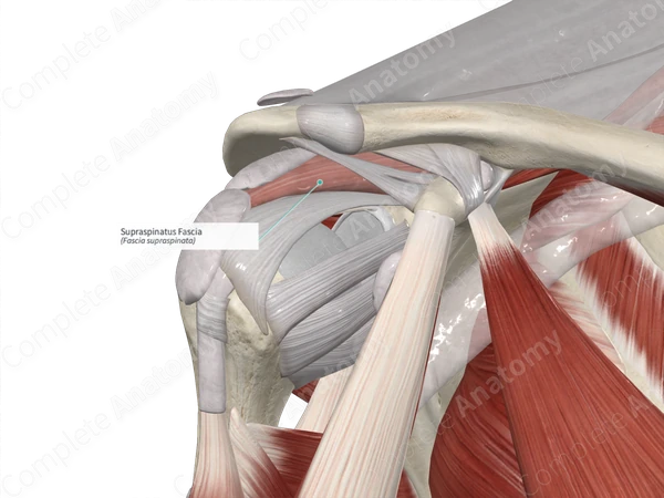 Supraspinatus Fascia | Complete Anatomy