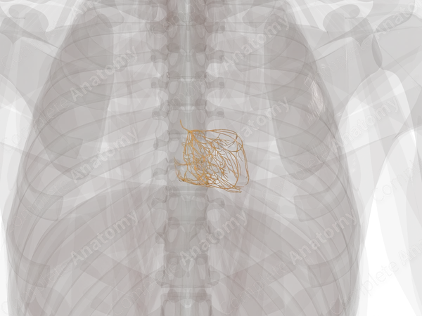 Atrioventricular Bundle | Complete Anatomy