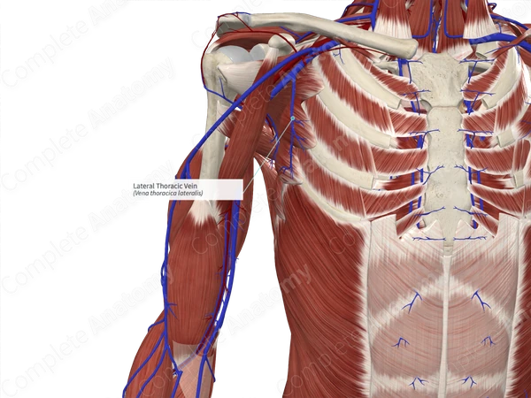 Thoracoepigastric Vein