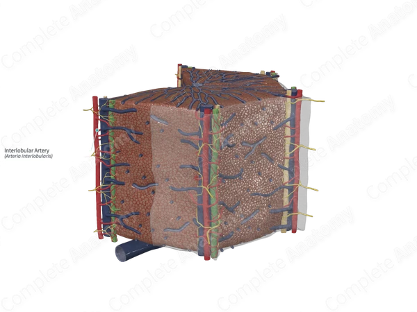 Interlobular Artery | Complete Anatomy