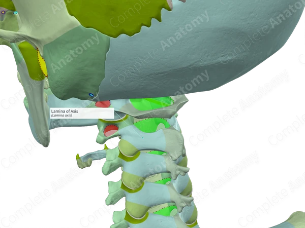 Lamina of Axis (Left) | Complete Anatomy