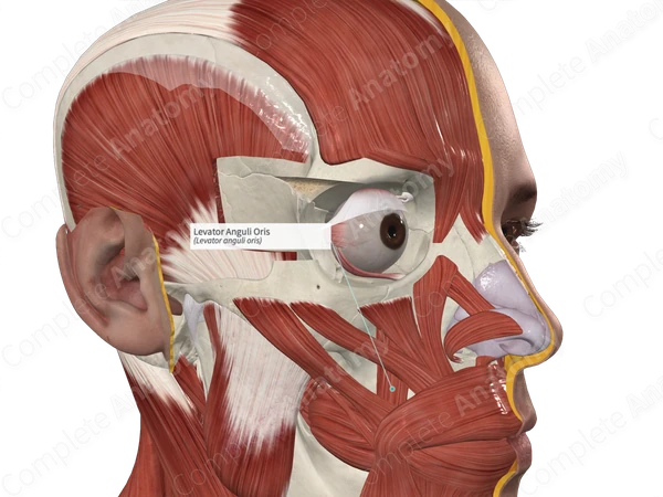 Levator Anguli Oris | Complete Anatomy