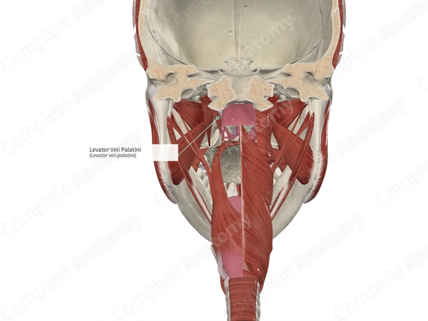 Levator Veli Palatini | Complete Anatomy