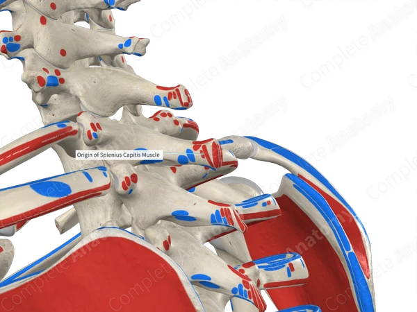 Origin of Splenius Capitis Muscle | Complete Anatomy