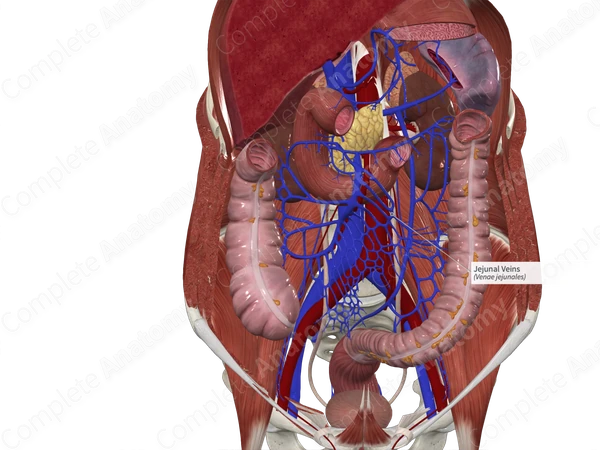 Jejunal Veins | Complete Anatomy