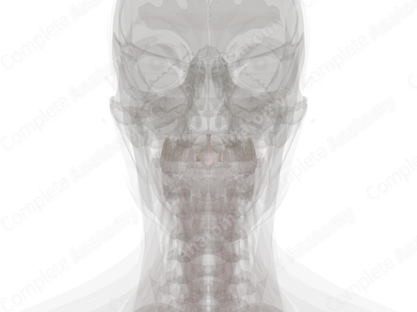 Cruciform Ligament | Complete Anatomy