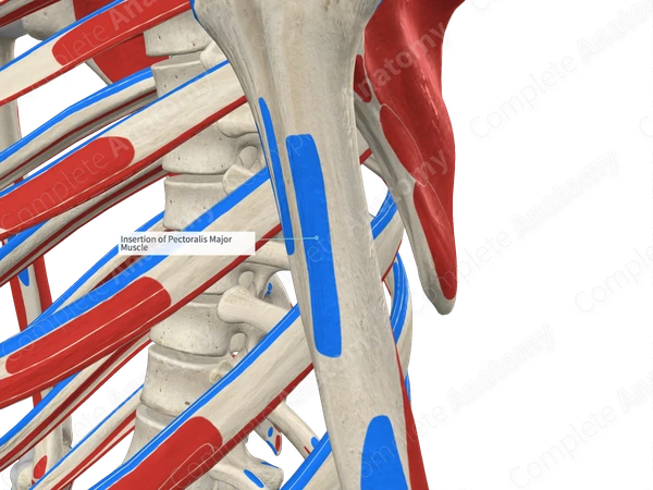 Insertion of Pectoralis Major Muscle | Complete Anatomy
