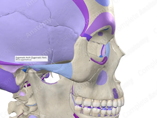 Zygomatic Arch (Zygomatic Part) | Complete Anatomy