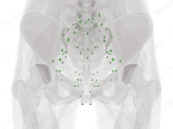 Pelvic Lymph Nodes | Complete Anatomy