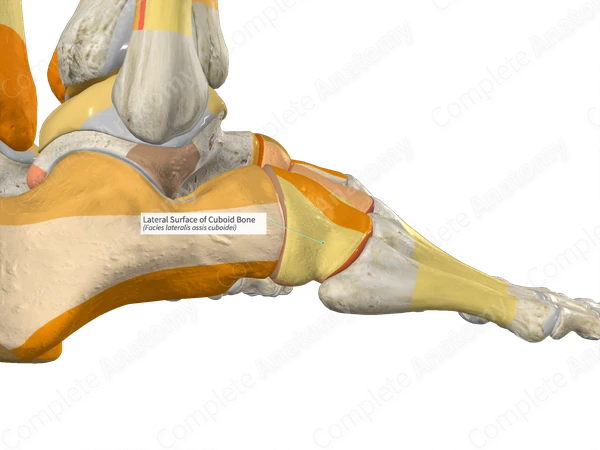 Lateral Surface of Cuboid Bone | Complete Anatomy