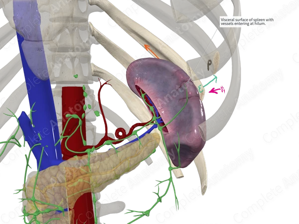Spleen | Complete Anatomy
