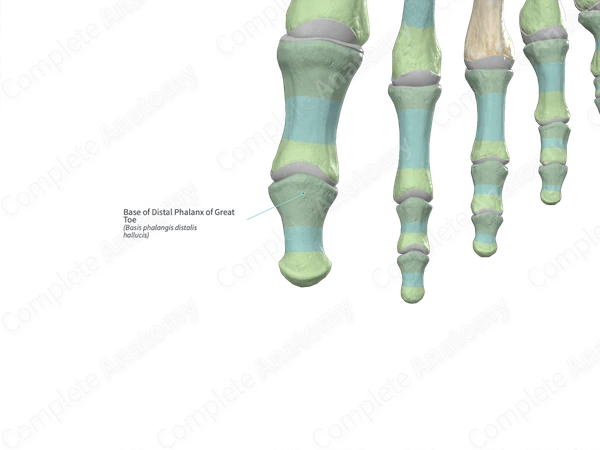 Base of Distal Phalanx of Great Toe | Complete Anatomy