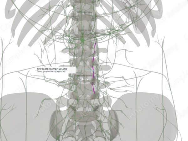 Retroaortic Lymph Vessels | Complete Anatomy