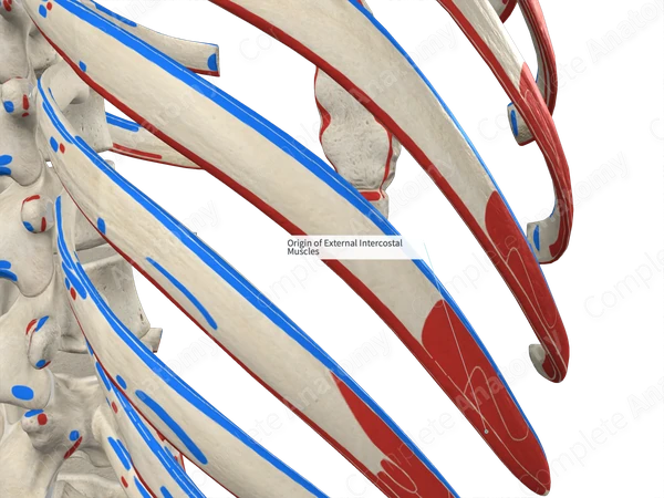 Origin of External Intercostal Muscles | Complete Anatomy