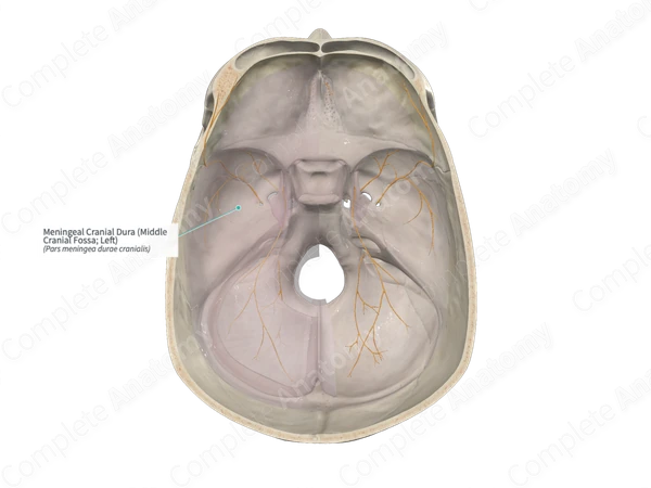 Meningeal Cranial Dura (Middle Cranial Fossa; Left) | Complete Anatomy