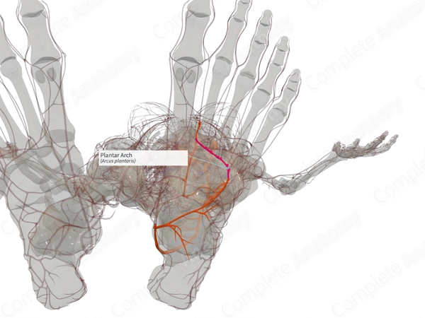 Plantar Arch (Right) | Complete Anatomy