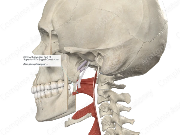 Glossopharyngeal Part of Superior Pharyngeal Constrictor | Complete Anatomy