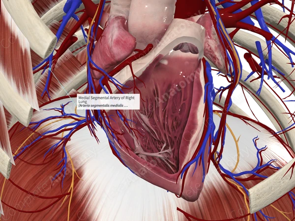 Segmental Artery The Role Of Anterior Spine Surgery In Deformity