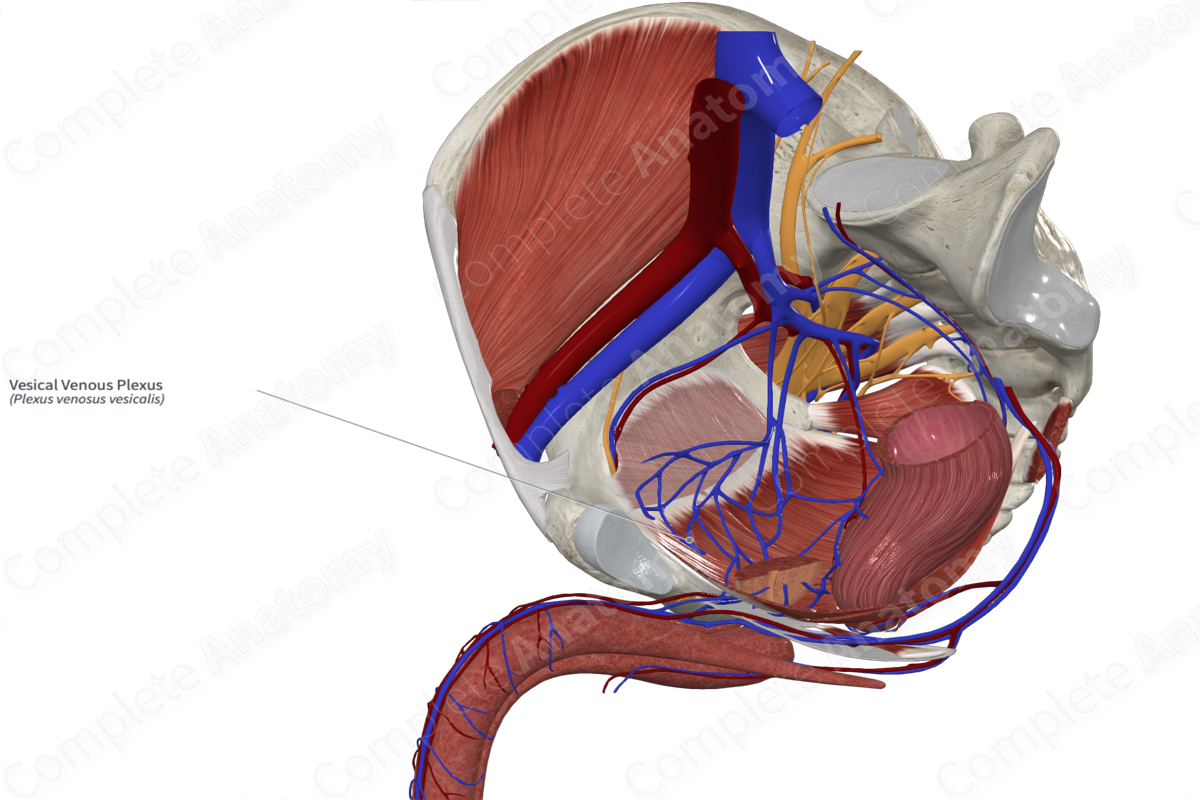 Vesical Venous Plexus Complete Anatomy
