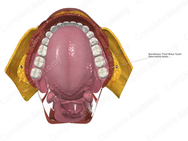 Mandibular Third Molar Tooth | Complete Anatomy