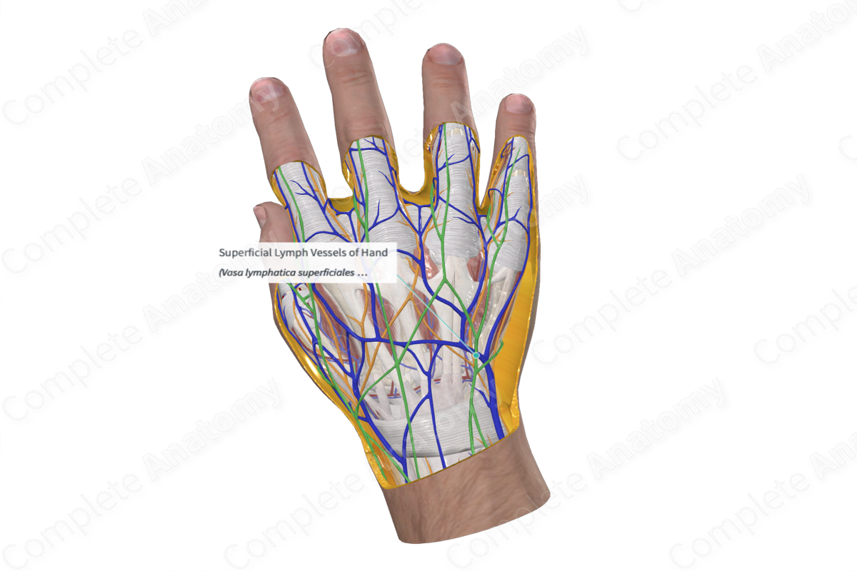 Superficial Lymph Vessels Of Hand Complete Anatomy