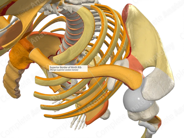 Superior Border of Ninth Rib | Complete Anatomy