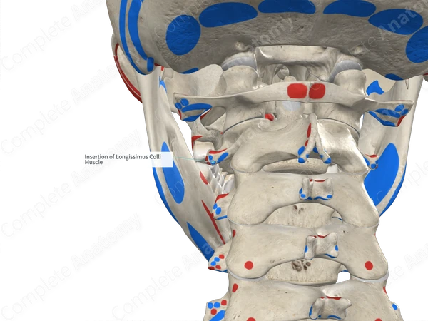 Insertion of Longissimus Colli Muscle | Complete Anatomy