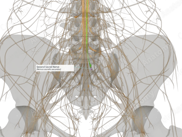 Second Sacral Nerve (Left) | Complete Anatomy
